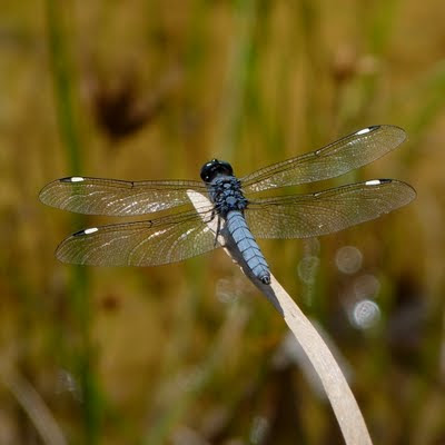 Dendroica: Butterflies and Dragonflies at Scherman Hoffman