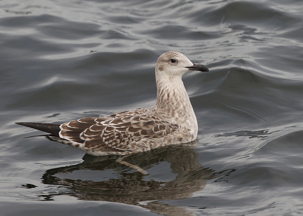 Richard Smith - Birdwatching Days Out: SWEDEN, 'Baltic Gull', Lesser ...