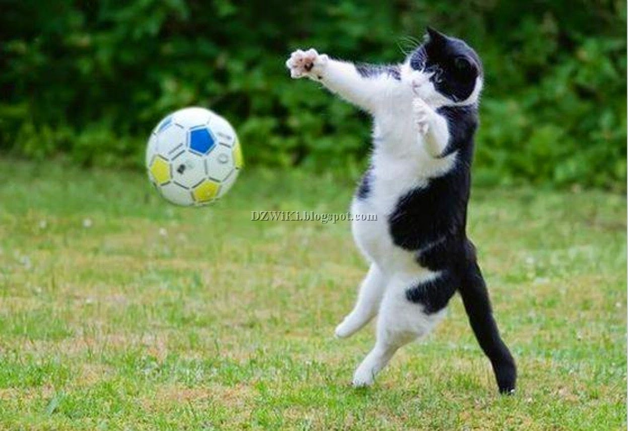 صور مضحكة جدا sowar modhika | DZWiKi.com