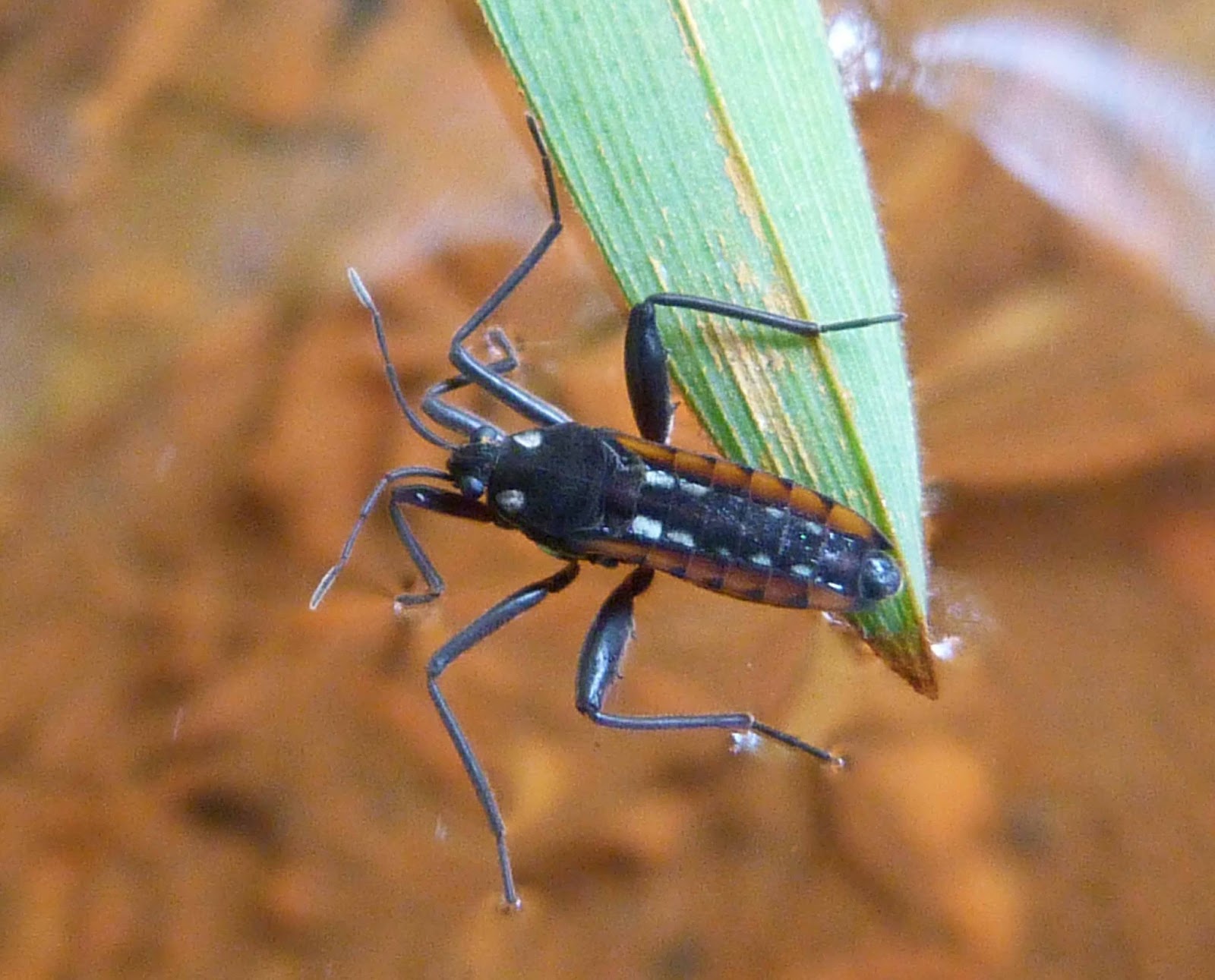 Insects of Scotland: True Bugs