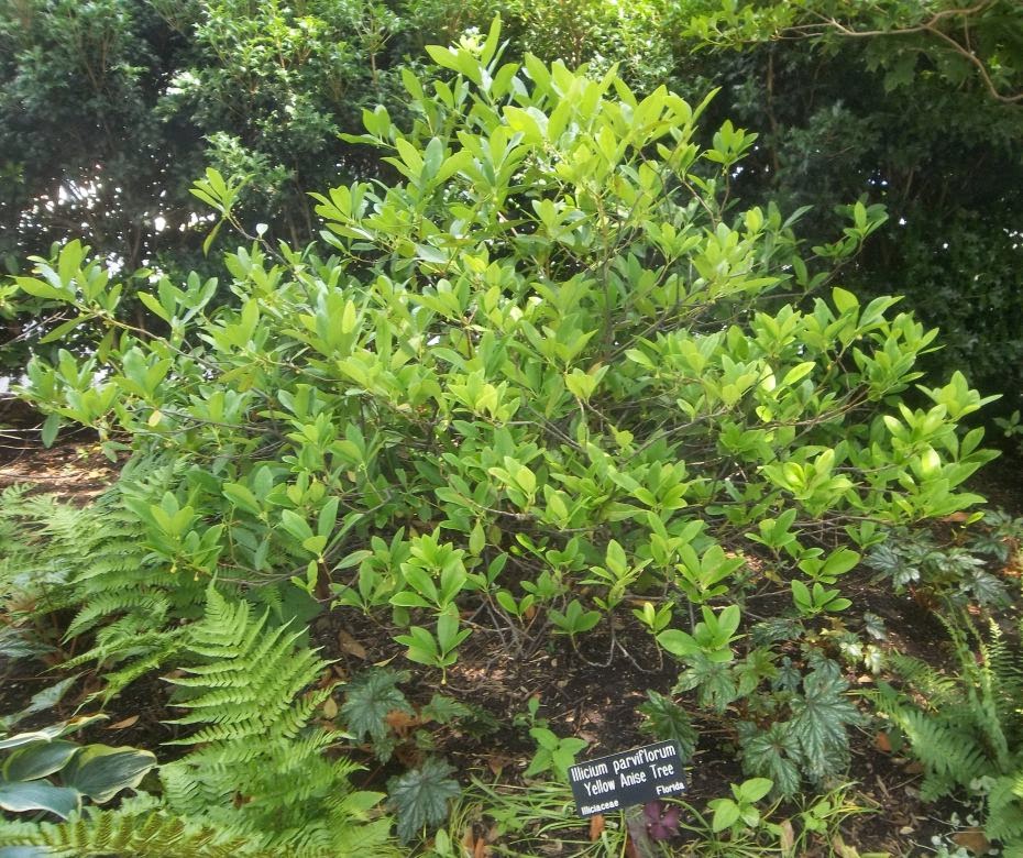 Future Plants by Randy Stewart: Illicium - Anise Tree