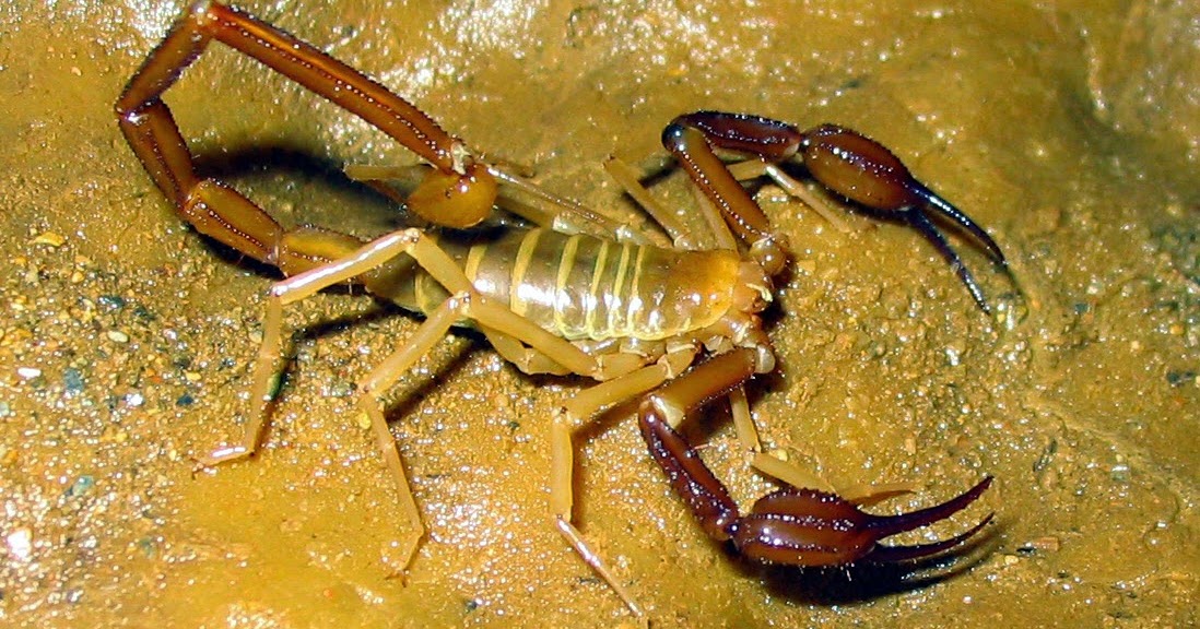 Steve Roberts- Author: Scorpion and the Frog