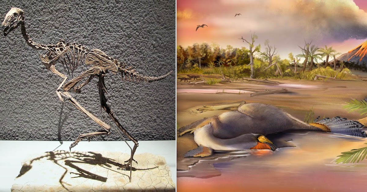 Scientists Discover Preserved Dinosaur Cells Containing Organic ...