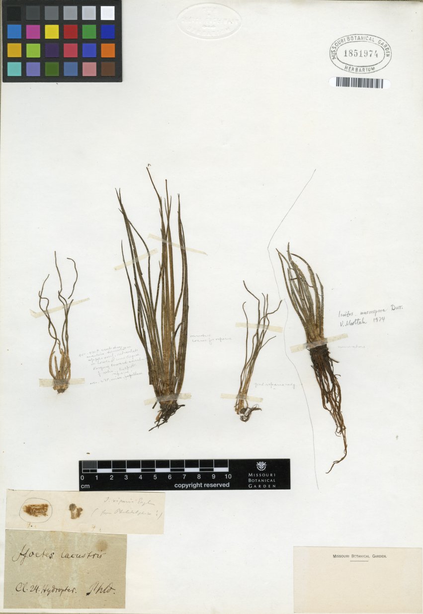 FLORA ILUSTRADA BRITTON DEL NORTE DE U.S.A.-CANADA: FERNS ISOETACEAE ...