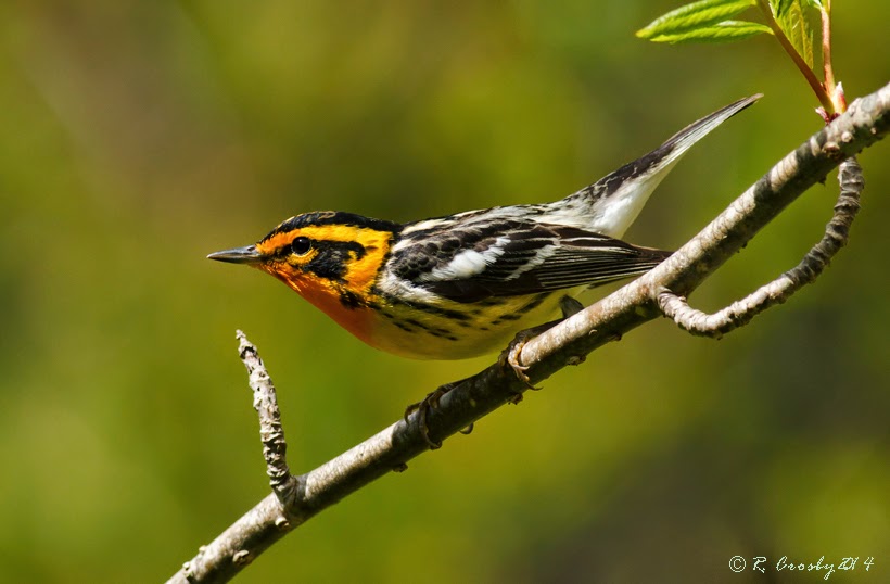 South Shore Birder: A Few Spring Warblers