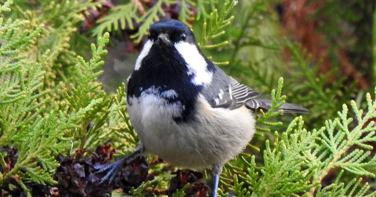PASARI DIN ROMANIA: PITIGOI DE BRADET, Periparus ater
