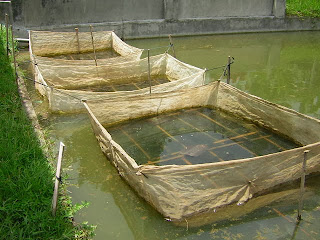 Jayalah Perikanan dan Kelautan Indonesia: Budidaya Ikan Karper