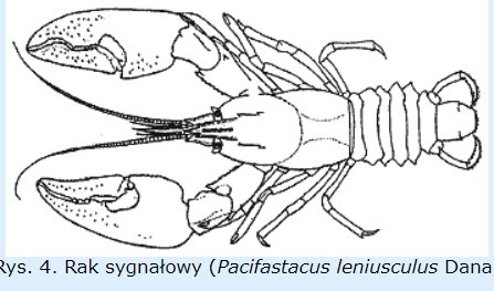 Wszystko, co chcieliście wiedzieć o rakach, ale baliście się zapytać :)