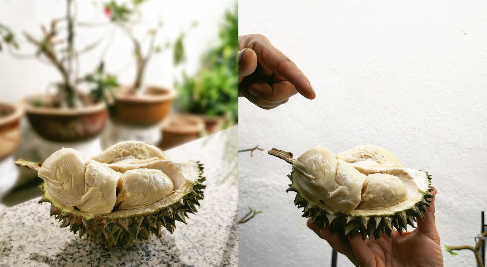 Berkeley Durian 夢中情人 @ Berkeley, Klang