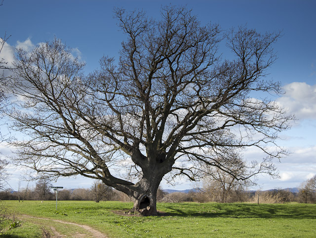 Sulis Manoeuvre: White violets and clashing kings: the Odda side of ...