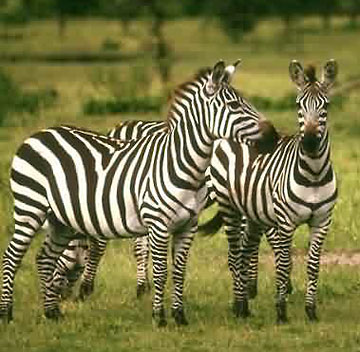 Conociendo a los animales: Cebra