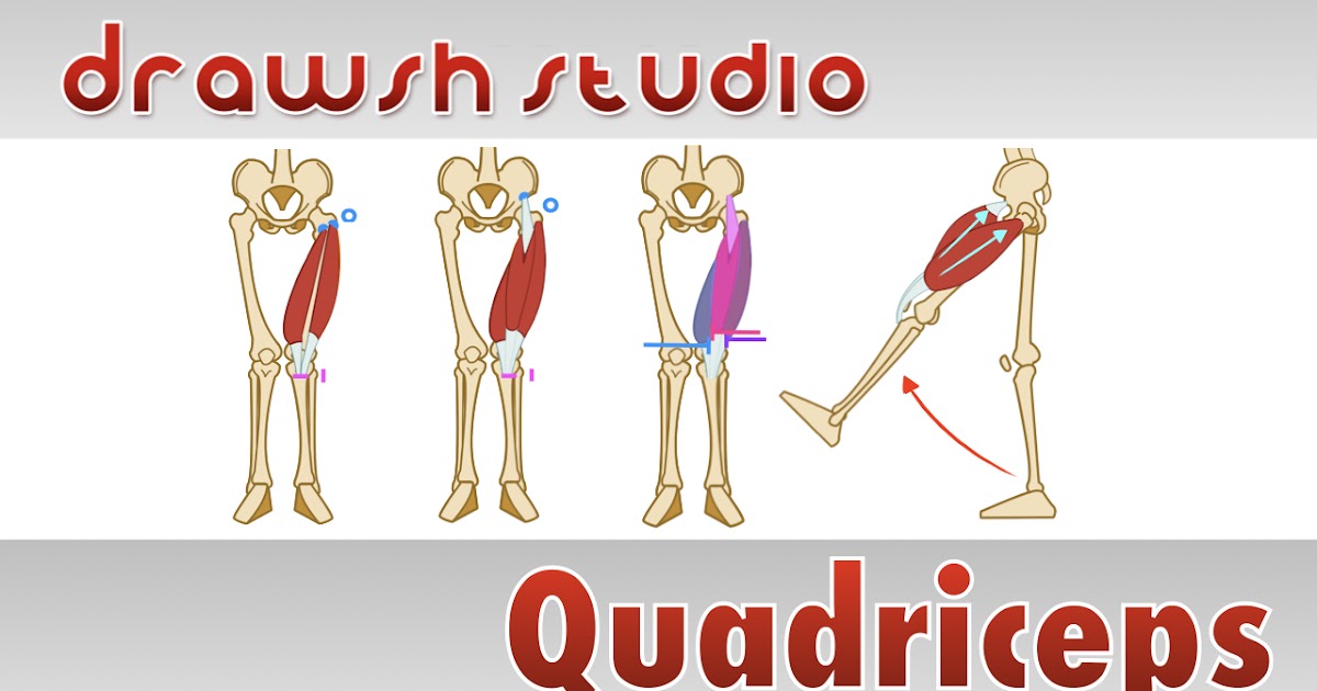 Drawsh: The Quadricep Muscles