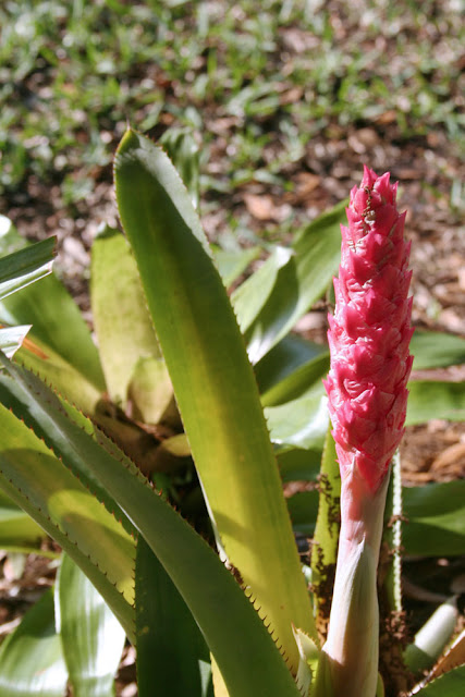 The Rainforest Garden: Aechmea Distichantha or Quesnelia?