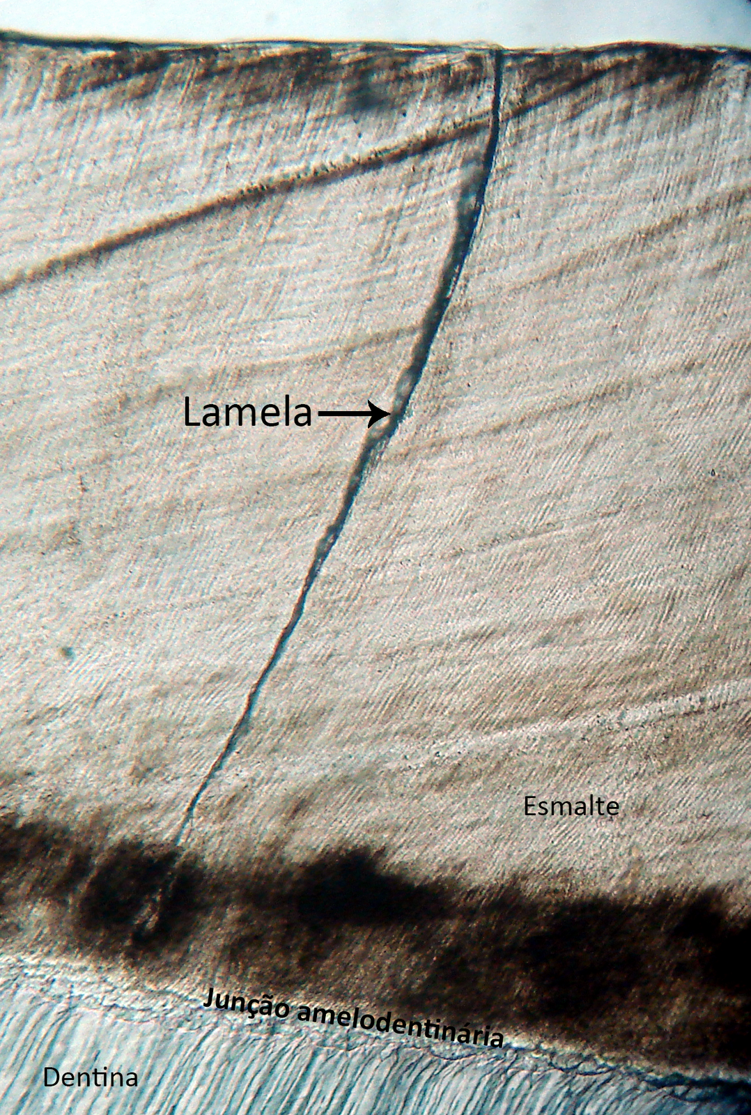 Histologia Oral UFF: Esmalte