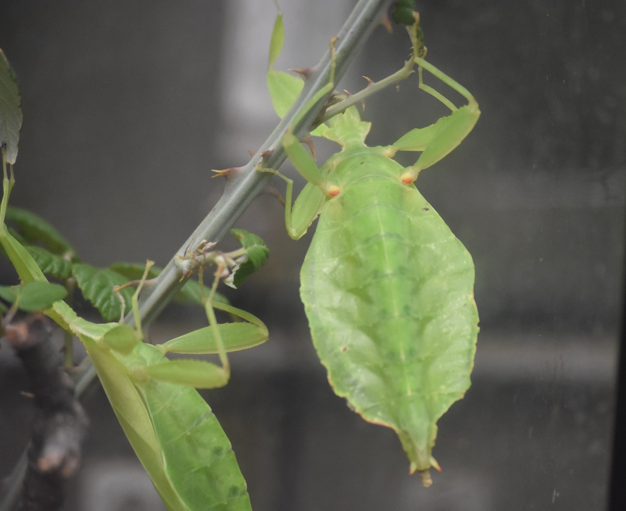 ZOOTOGRAFIANDO (6.100 ANIMALS): INSECTO HOJA DE FILIPINAS / PHILIPPINE ...