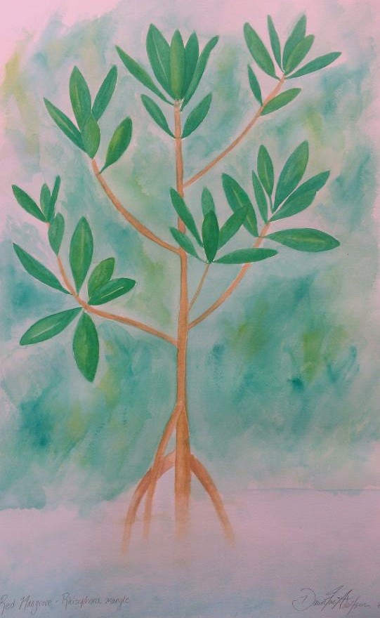 Light of the Sunrise: Artistic Creations: Red Mangrove - Rhizophora mangle