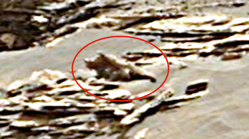 UFO SIGHTINGS DAILY: Animal Found on Mars, Six Legged Lizard Creature ...