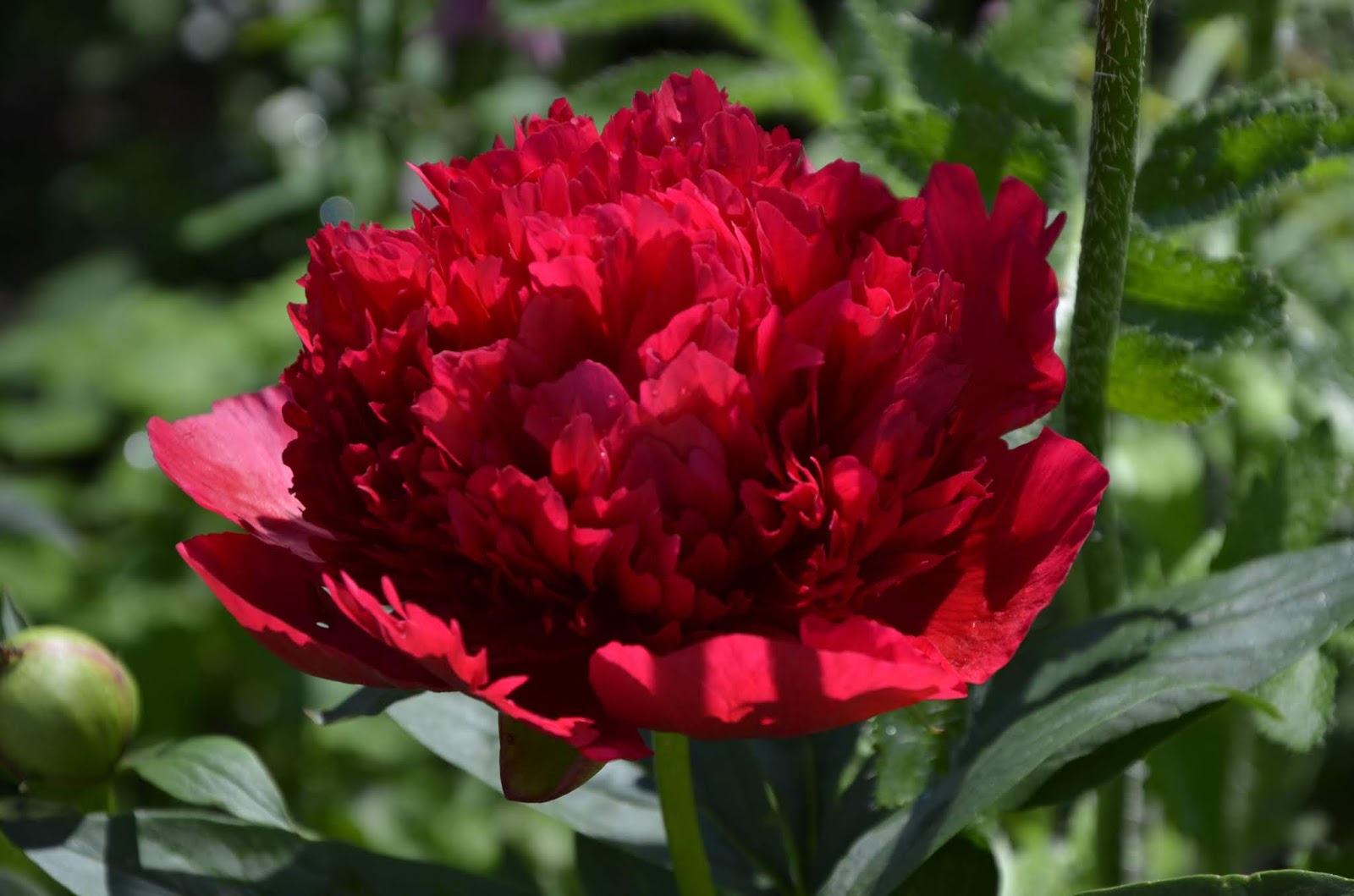 PionLyckan: RÖDA PIONER ÄR INTE ALLTID RÖDA