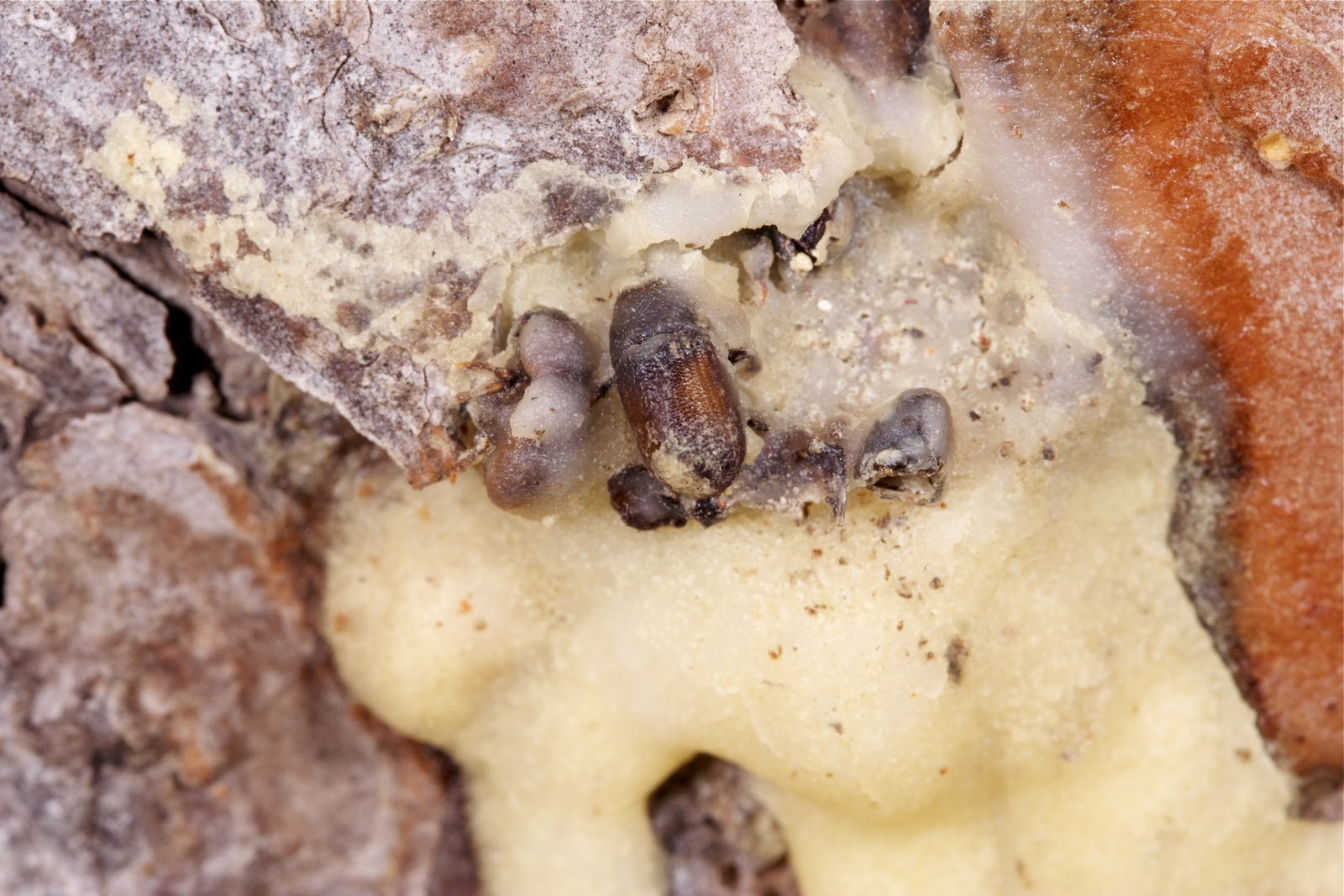 Posts from the Bradshaw Entomology Lab: Mountain pine beetles