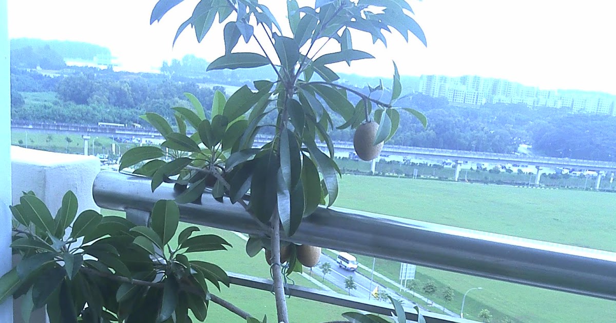 Singapore Plants Lover: Chikoo Tree