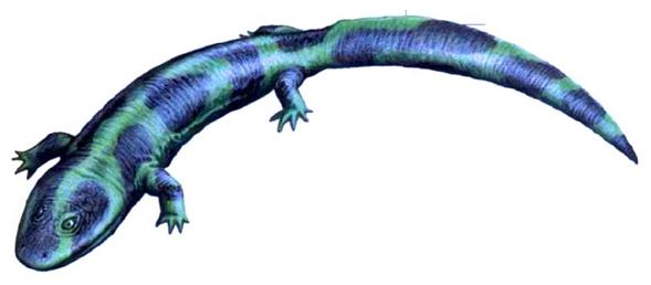 Blog de la Vida Prehistórica: Cochleosaurus