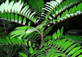 NUREX ~ Natural Health Supplements: Tongkat Ali
