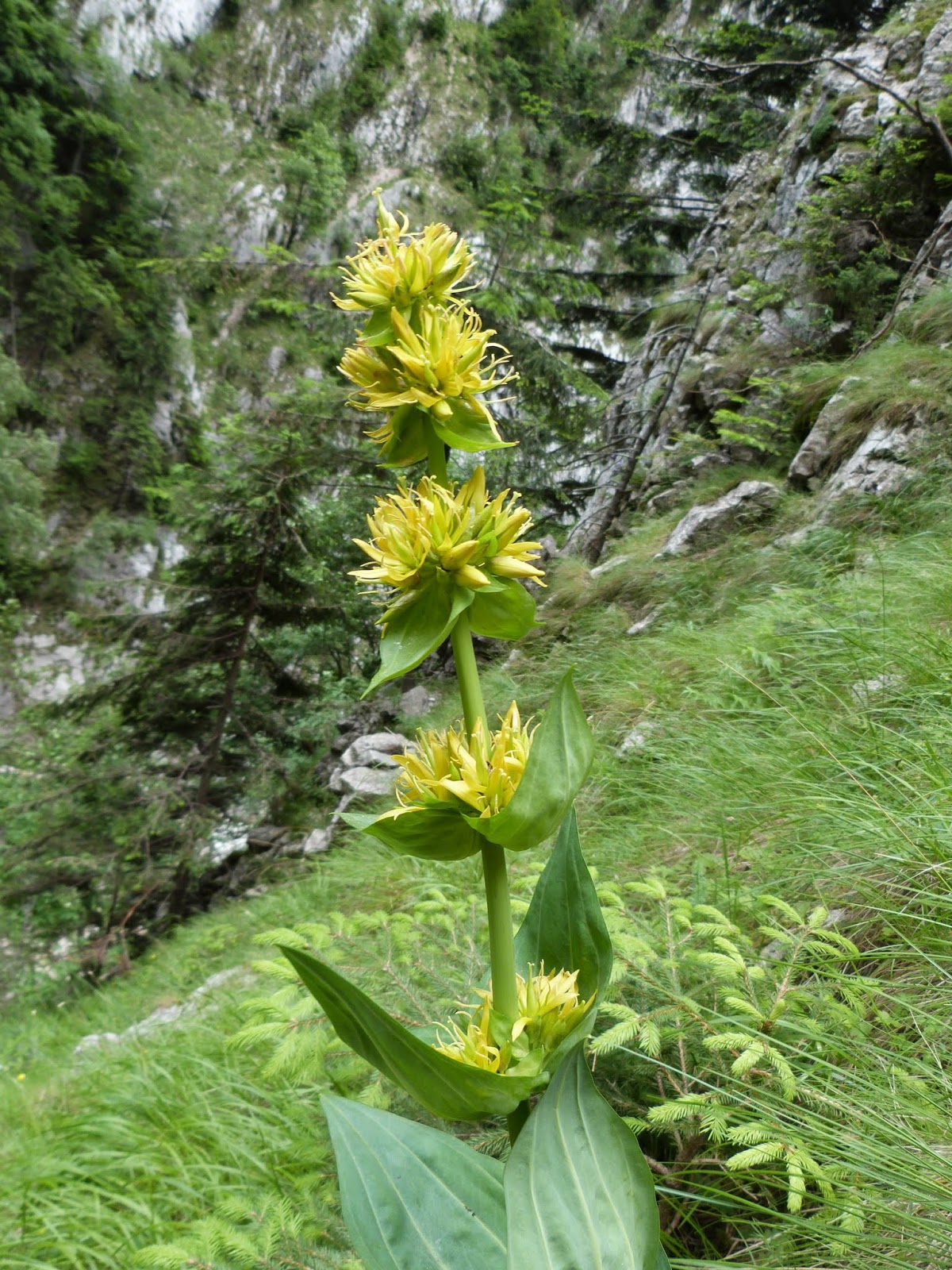 Frumusetile naturii: Ghinţură galbenă (Gentiana lutea)