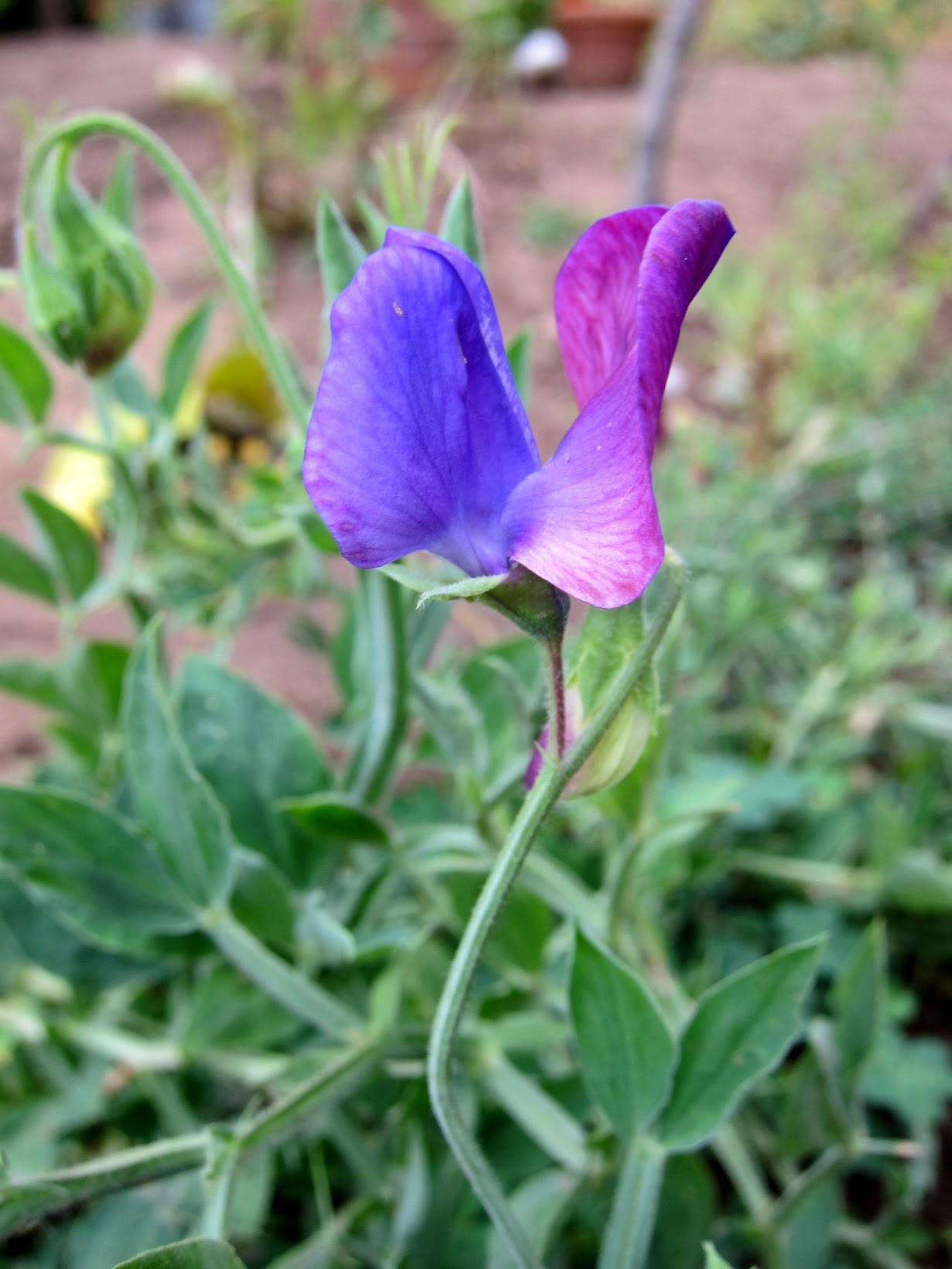 Chronica Domus: What's Blooming Inside: The Sweetest of Sweet Peas