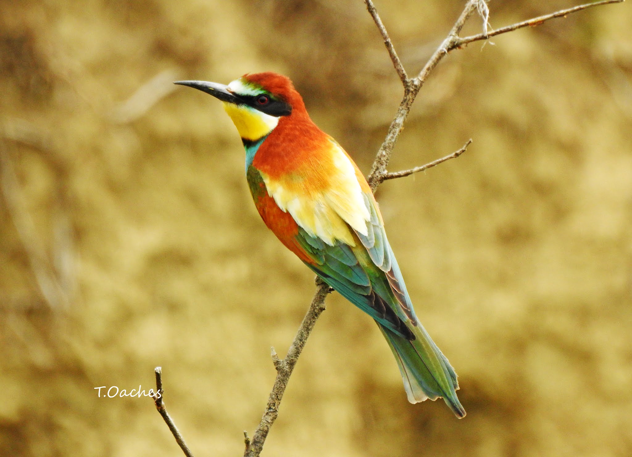 PASARI DIN ROMANIA: PRIGORIE, Merops apiaster