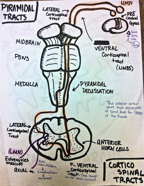 Boards part I visual help: Pyramidal Tract