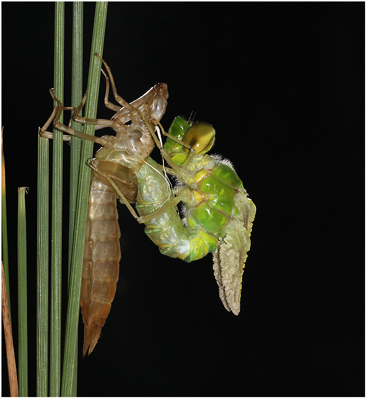 Kent Dragonflies: The BEST Emergence Photos