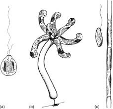 General Characteristics Classification and Reproduction of Xanthophyceae
