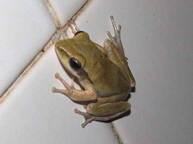 Viajes naturalistas y otras hierbas: Sri Lanka 16 (2012) Fauna ...