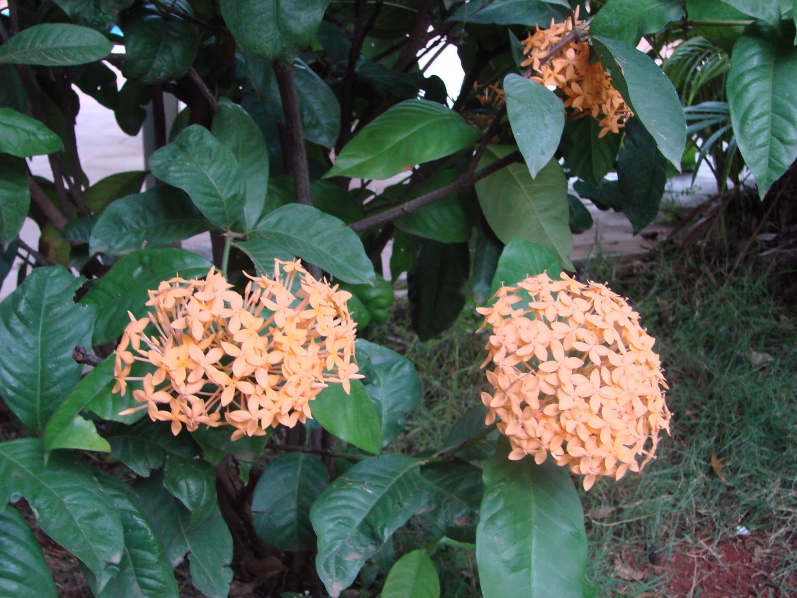 writing in a different creative way: kas pathar, satara flowers