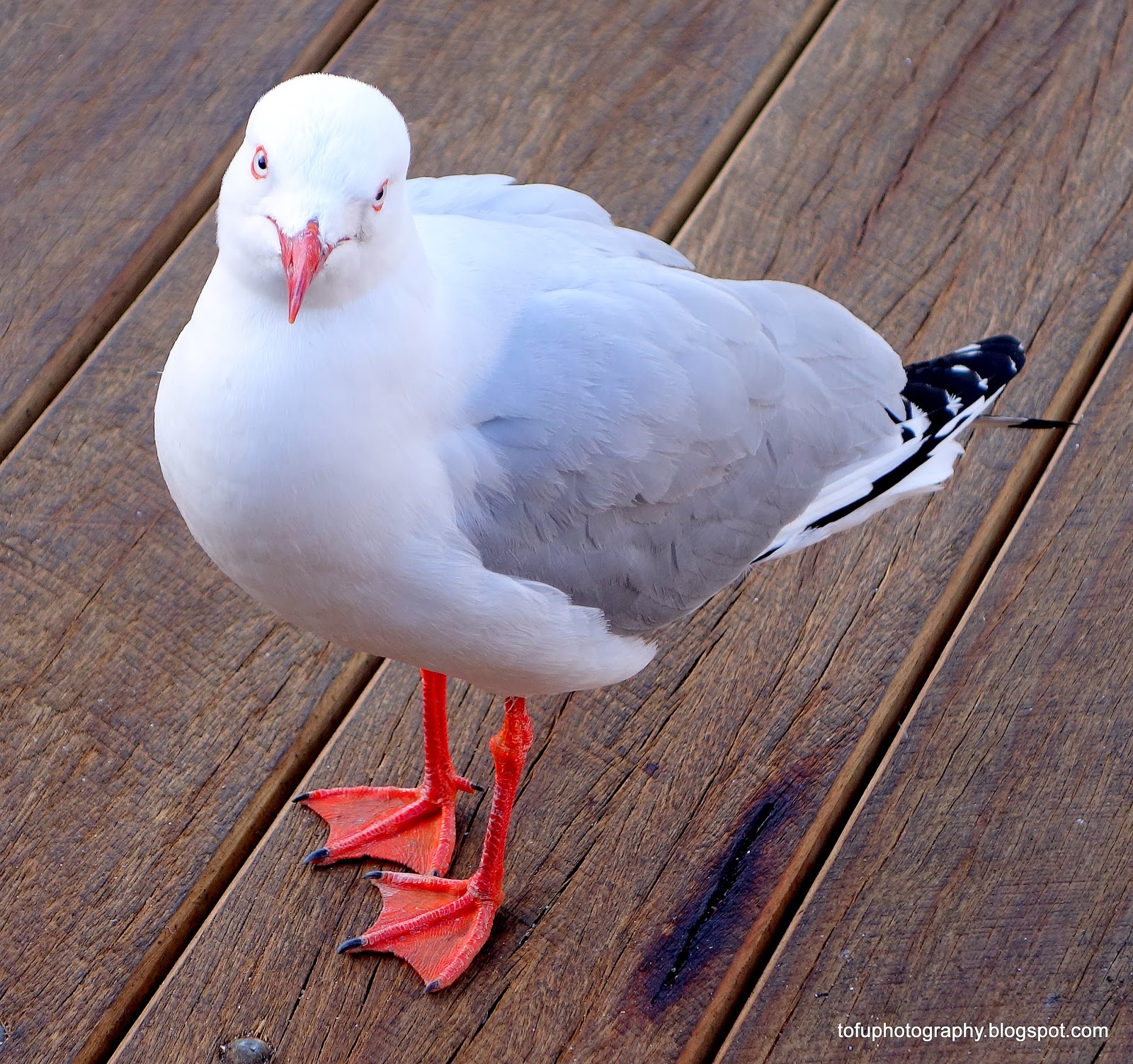 Tofu Photography: A curious seagull at Darling Harbour, Sydney