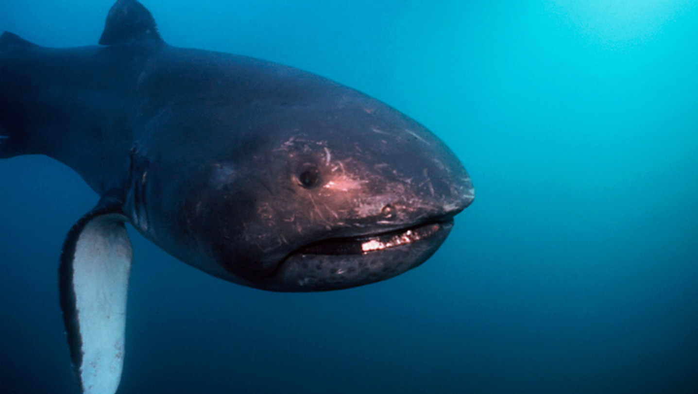 Os 10 maiores tubarões do mundo | DidiNooz