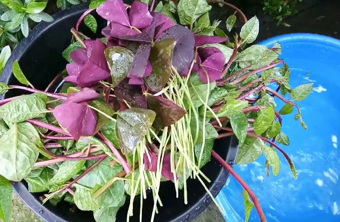 Alugbati Cultivation Guide: All You Need to Know in Planting, Growing ...