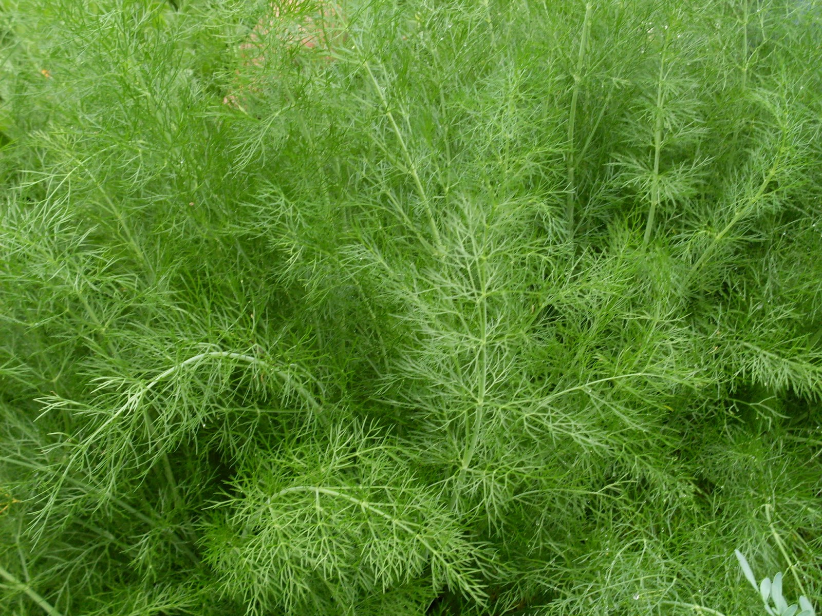 Trementinaires y herbes remeieres: FONOLL HINOJO