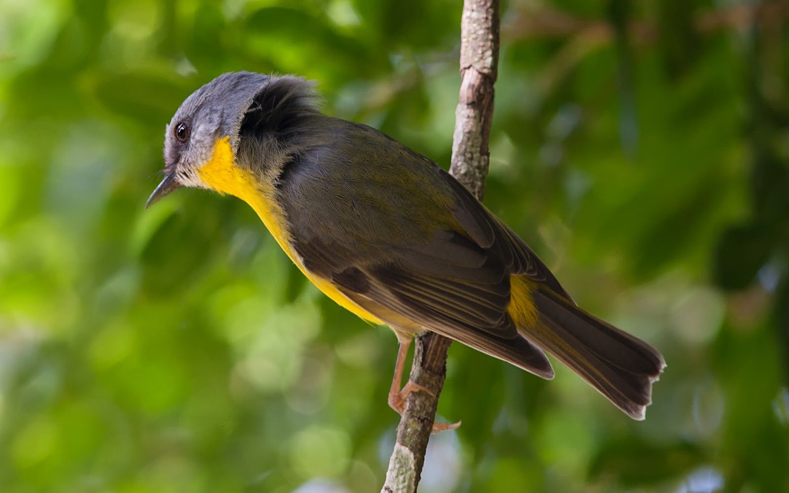 Catching the Light: Eastern Yellow Breasted Robin