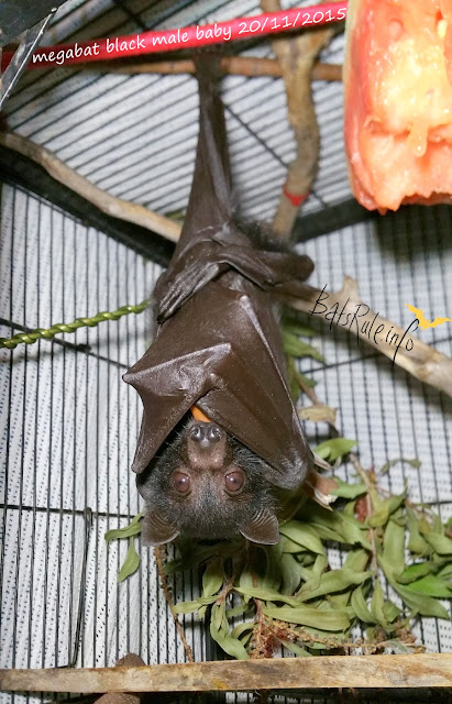 Rehab | Megabat black male baby flying-fox fruit bat