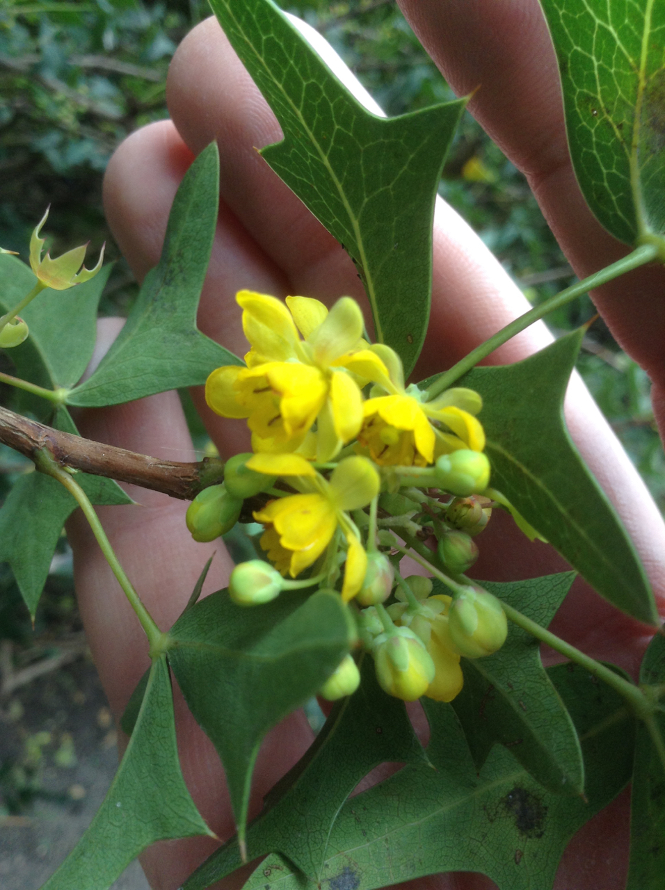 Foraging Texas: Agarita
