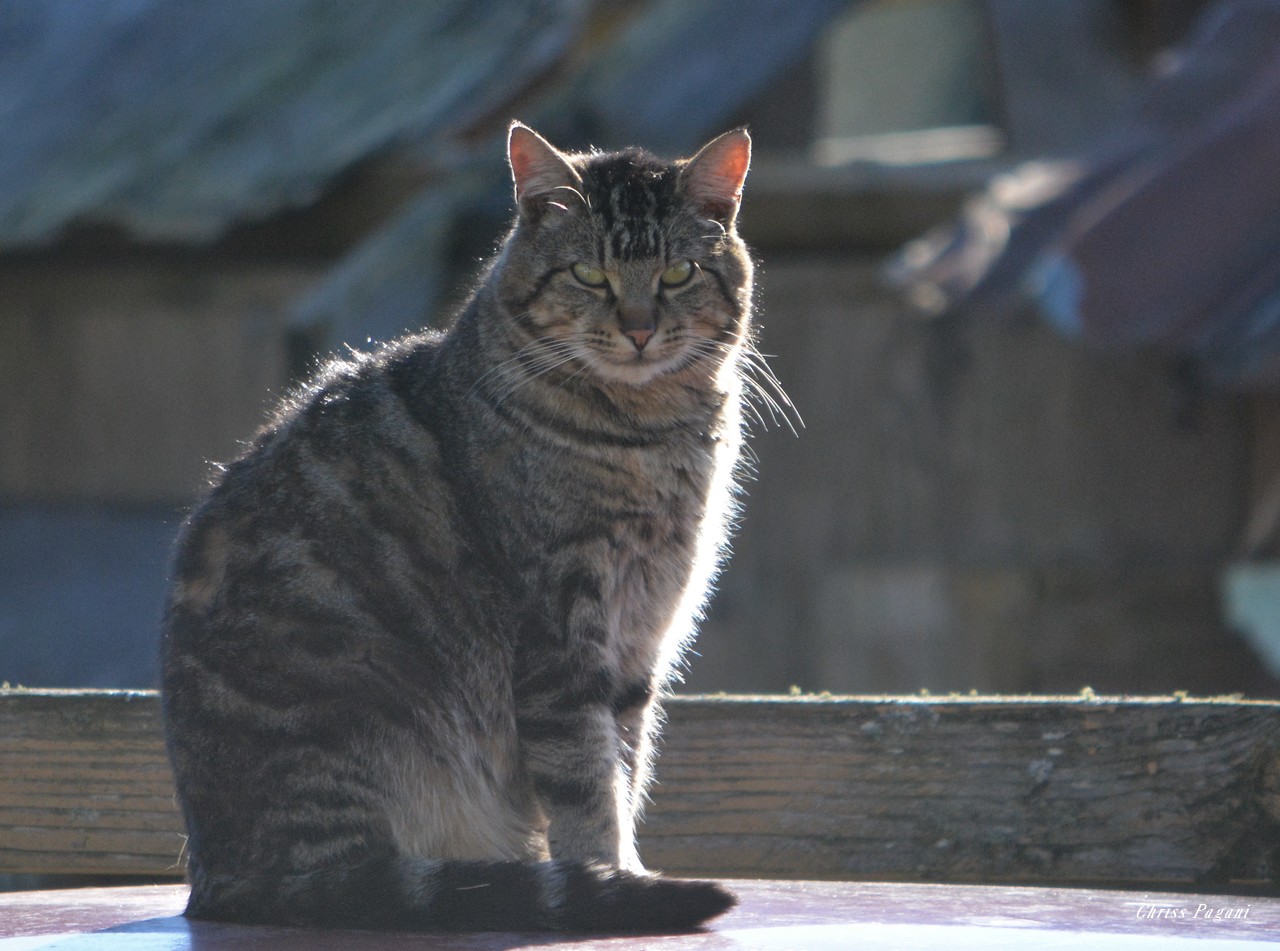 Old Tom