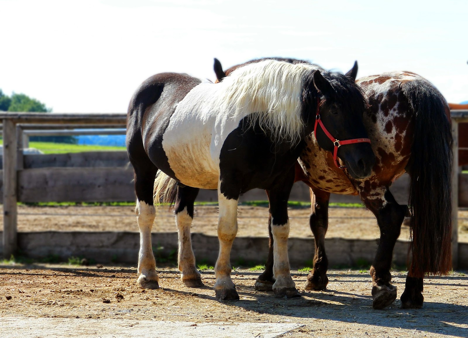 Ilmaisia kuvituskuvia: Kuvatoive: hevonen - poni