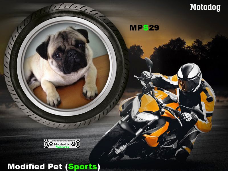 Brad The Pug: Modified Pet October 2014