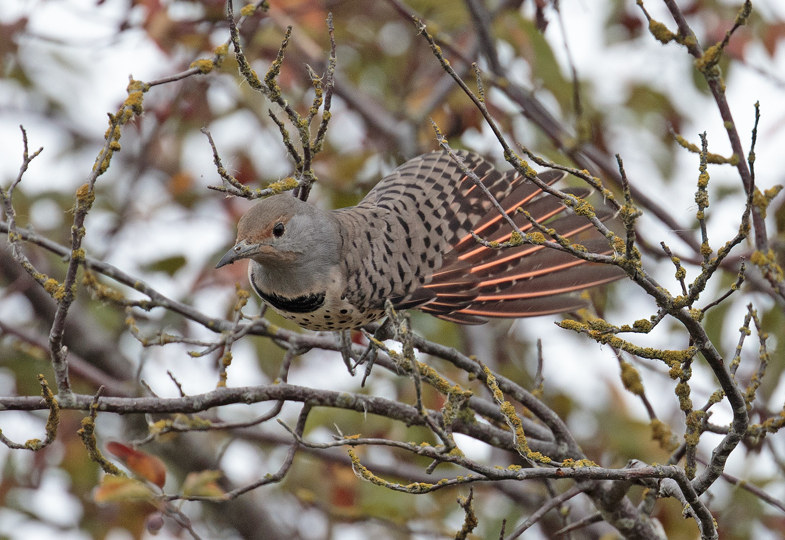 pewit: the appropriately named Red-shafted Flicker