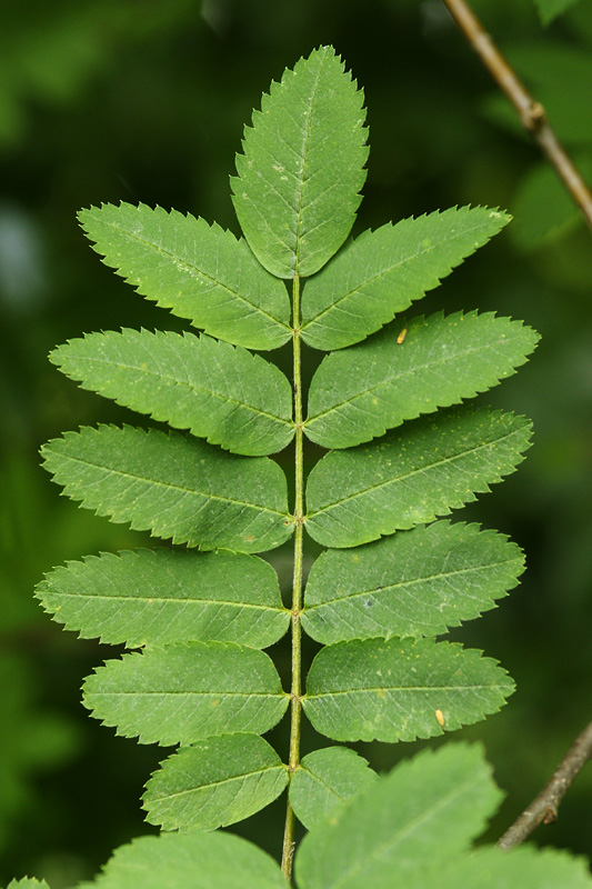Community Science : A celebration of the rowan tree