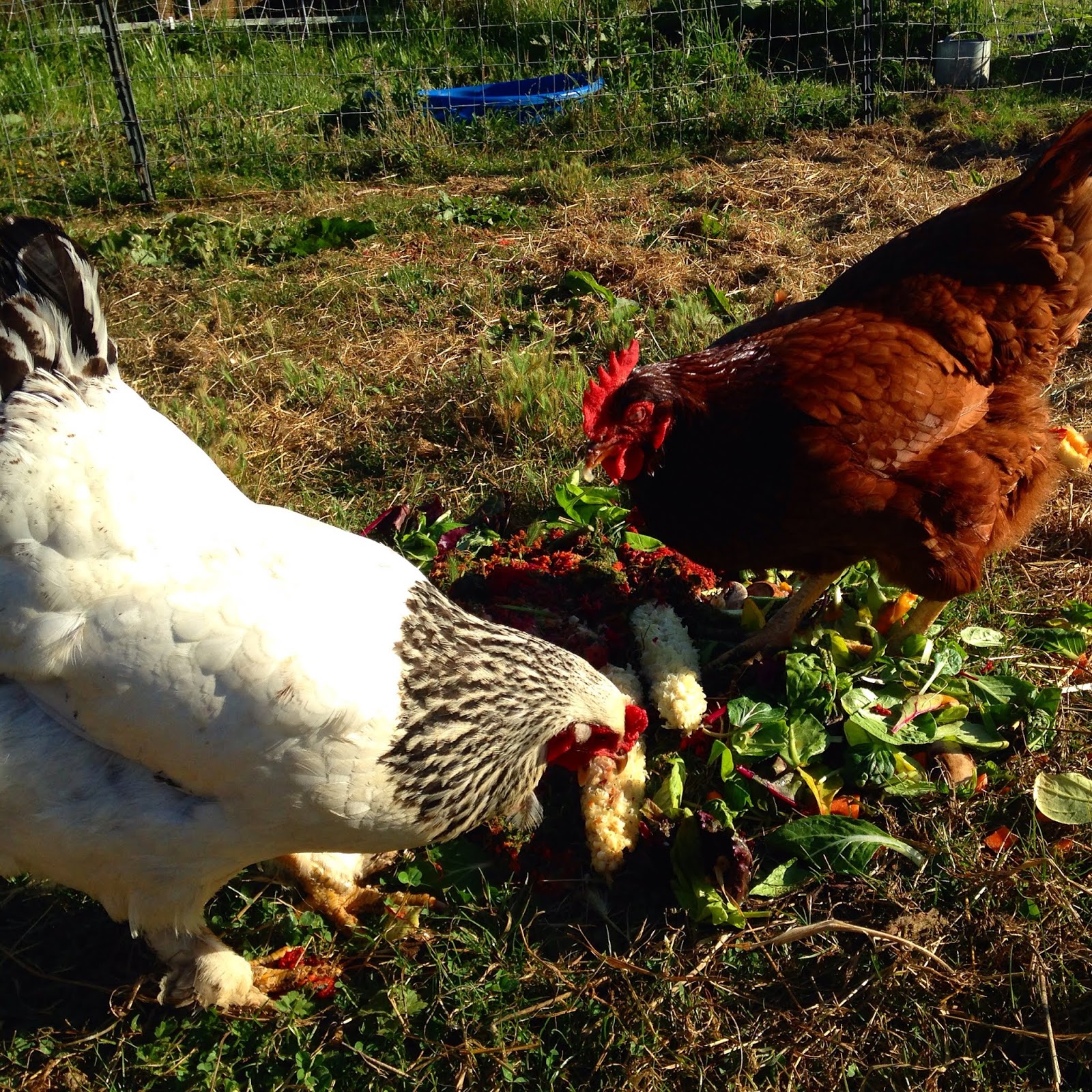 A Year on the Bluff, the Roundabout Way (Part 1)