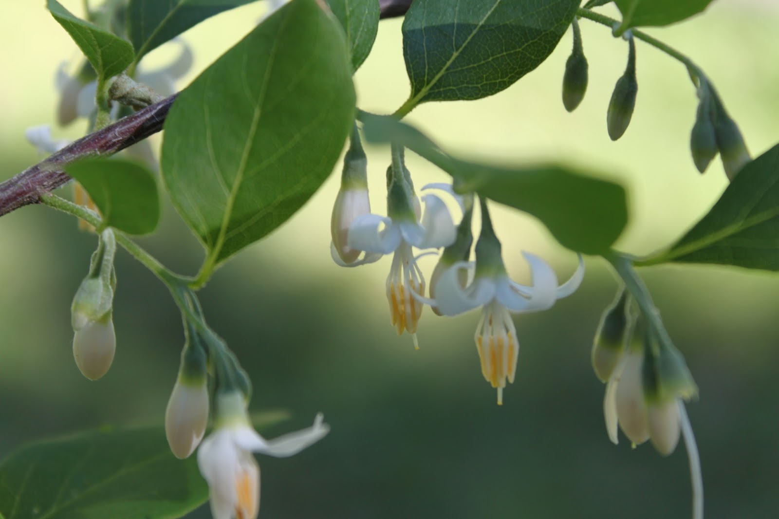 Centenary College Arboretum: Tree of the Week: Little-Leaf Snowbell ...