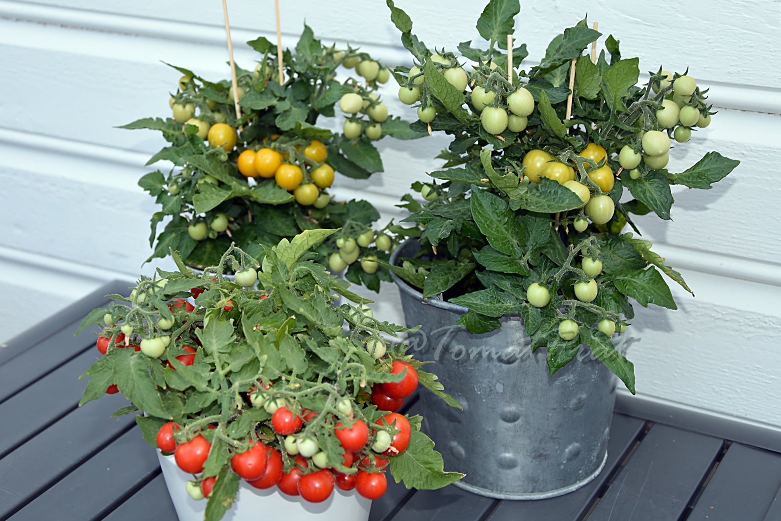 Helenes Tomater: Micro Tom