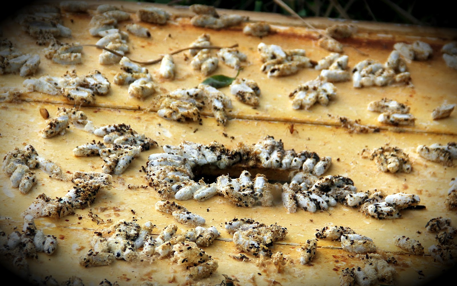 Salt River Garlic Chronicles: Pest-infested bee hive threatens colony ...